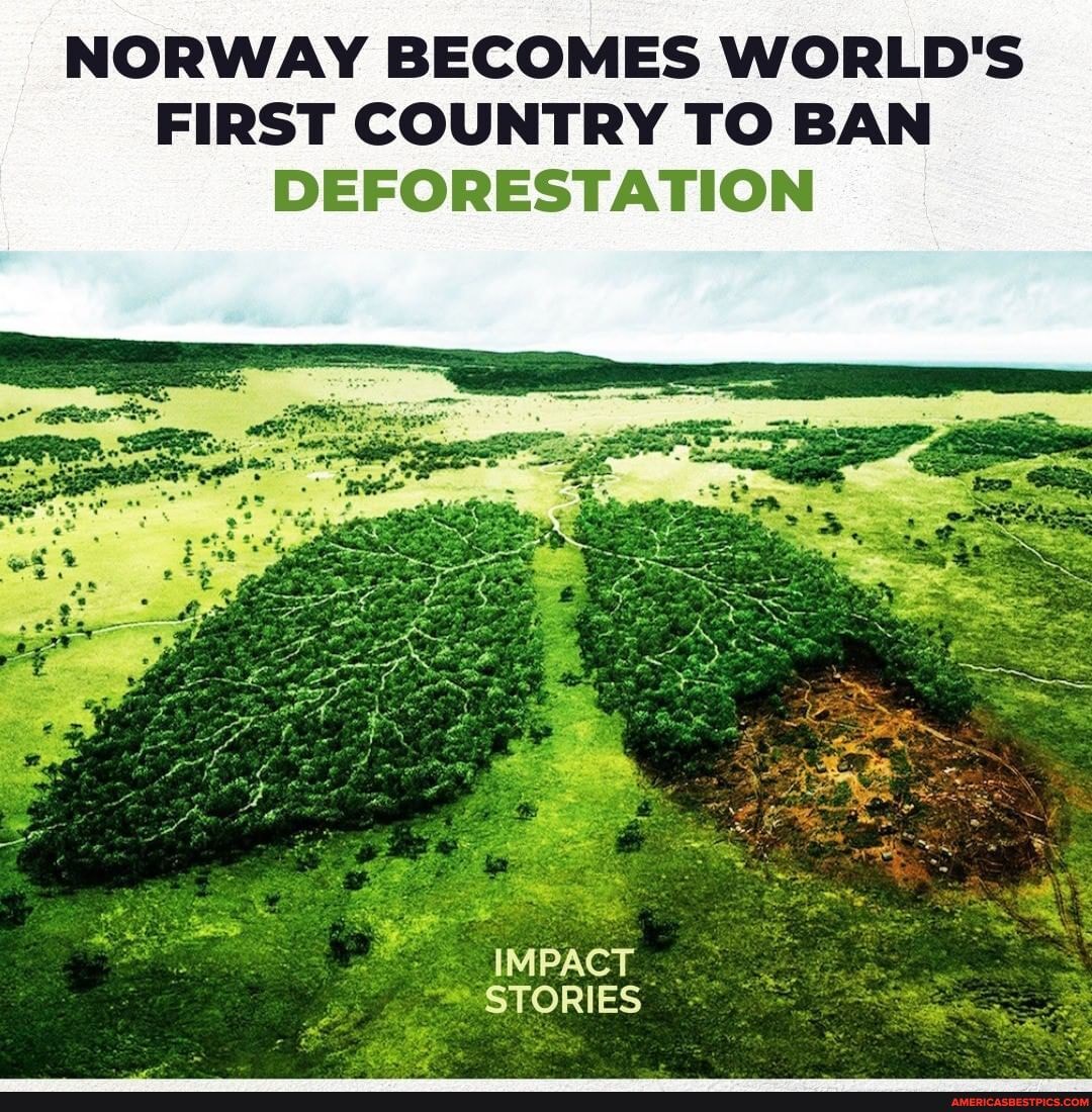 NORWAY BECOMES WORLD'S FIRST COUNTRY TO BAN DEFORESTATION IMPACT ...
