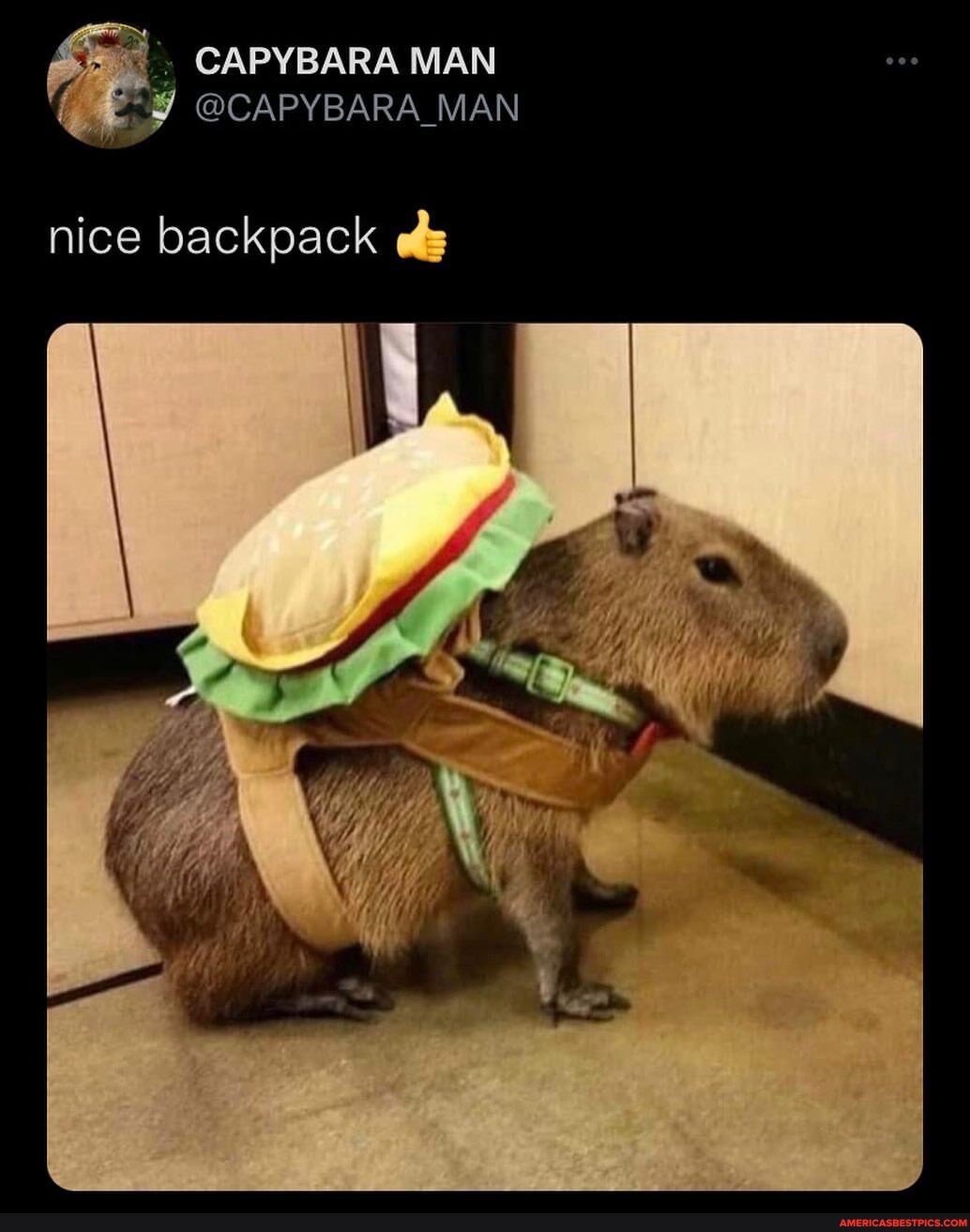 . CAPYBARA MAN @CAPYBARA MAN nice backpack es - America’s best pics and ...