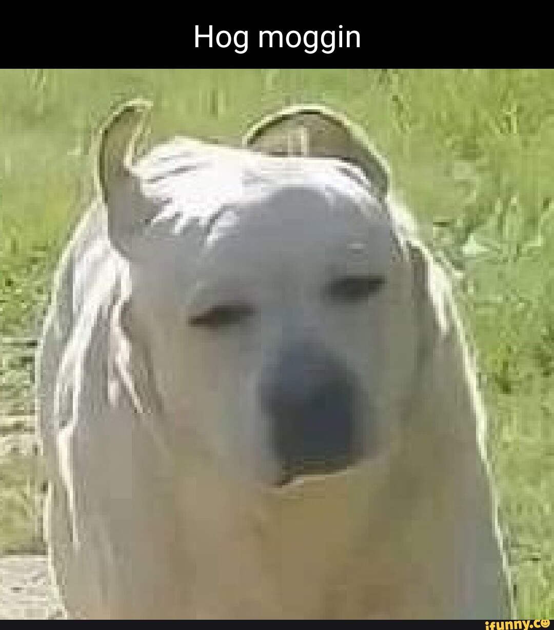 Hog moggin ri 4 te - iFunny