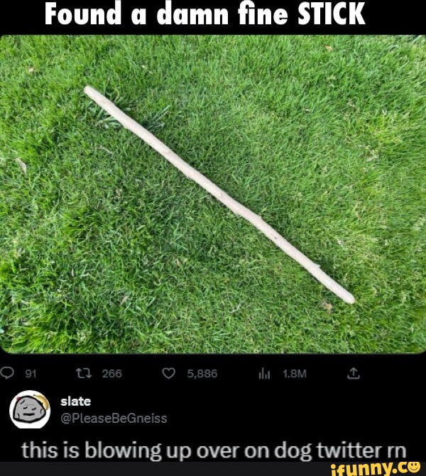 Found damn fine STICK this is blowing up over on dog twitter rn - iFunny