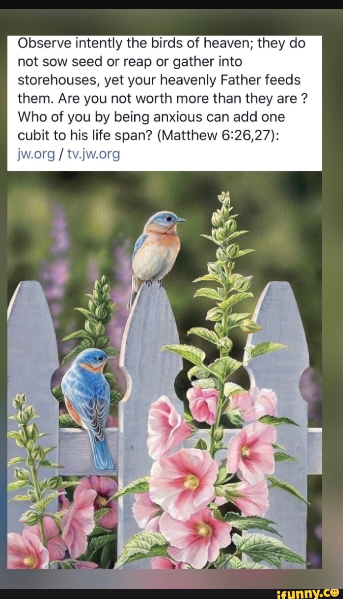 Intently memes. Best Collection of funny Intently pictures on iFunny