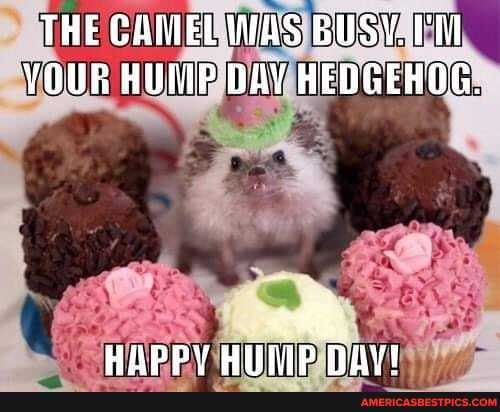 THE CAMELS BUSY. VOUR HUNP DAY HEDGEHOE. on HAPBY HITRIP WAVI - America ...