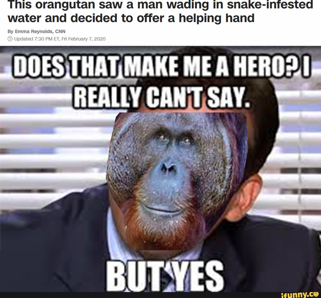 Orangutan Swimsuit Memes