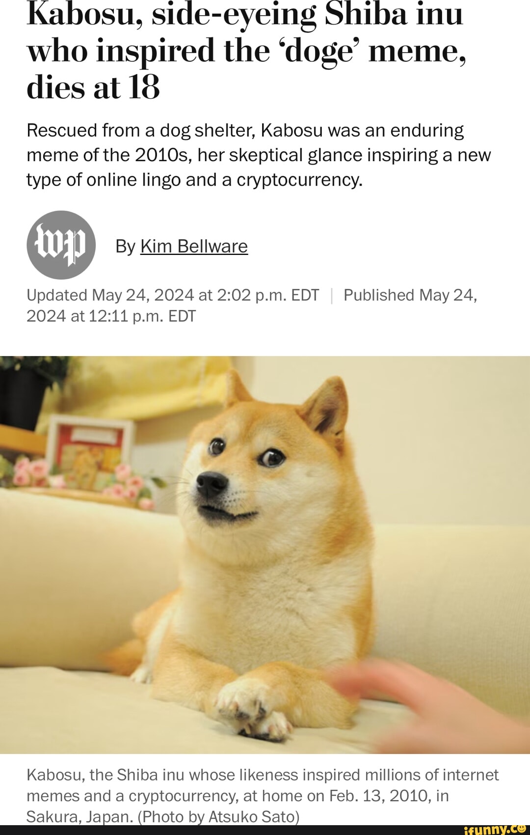 Kabosu, side-eyeing Shiba nu who inspired the 'doge' meme, dies at 18 ...