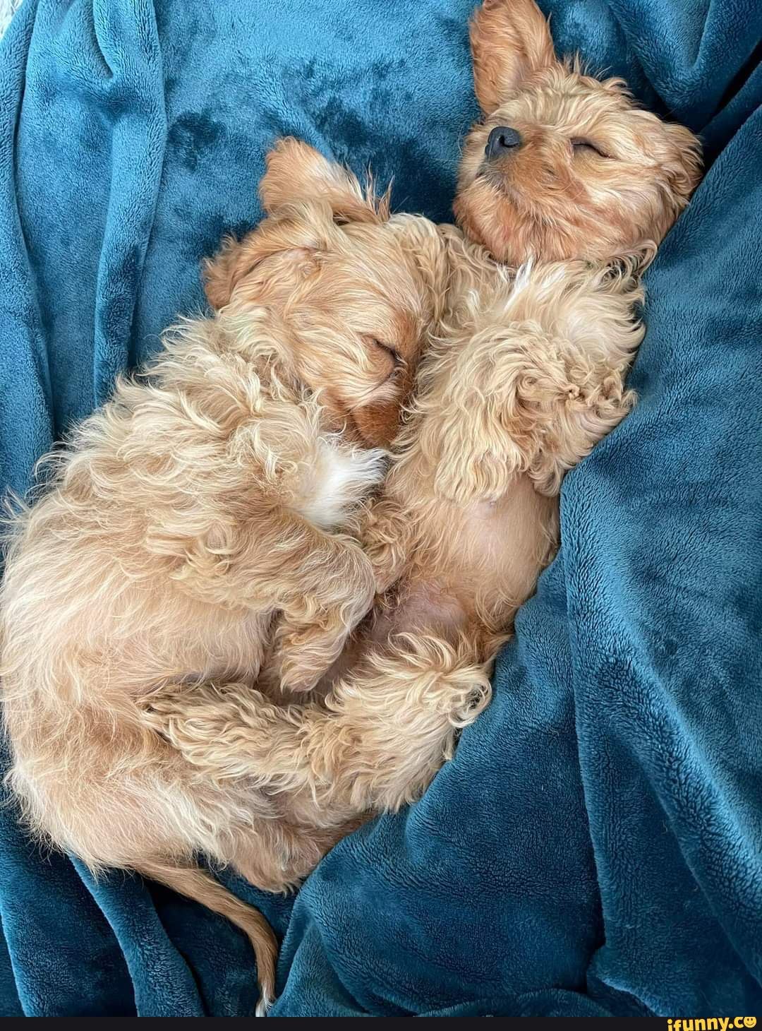 Cavoodles memes. Best Collection of funny Cavoodles pictures on iFunny