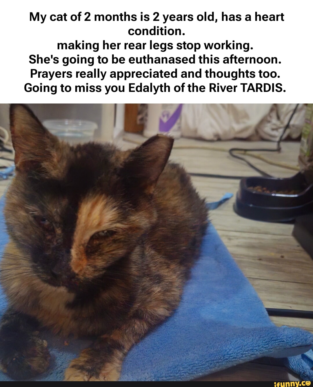 My cat of 2 months is 2 years old, has a heart condition. making her ...