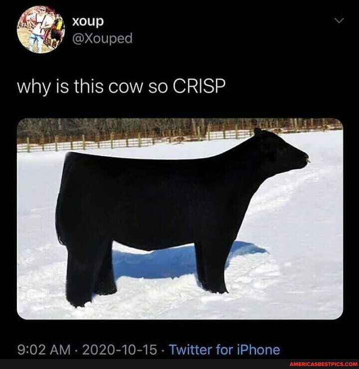 Why is this cow so CRISP ALA ARAR AR - America’s best pics and videos