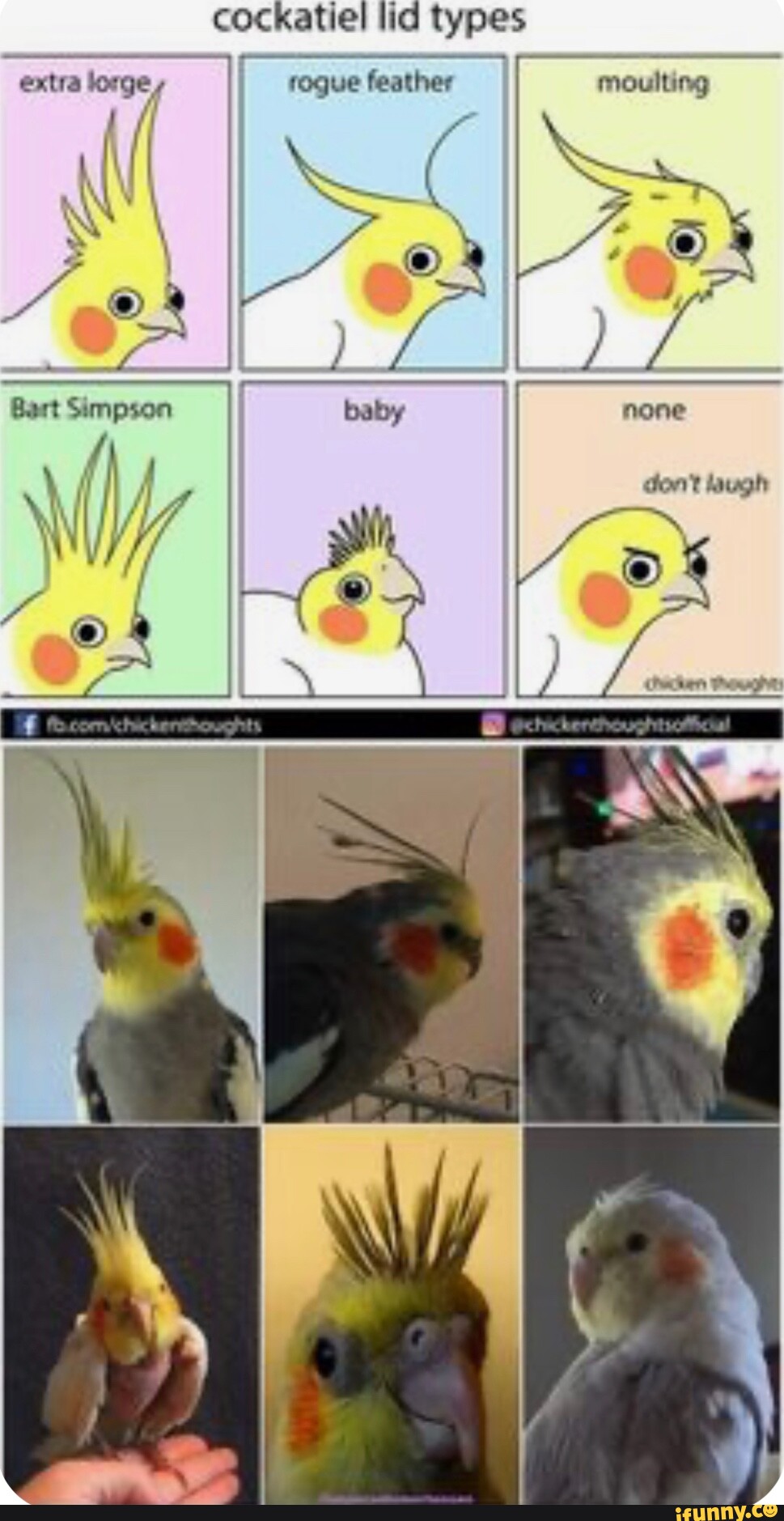 Funny Cockatiel Pictures