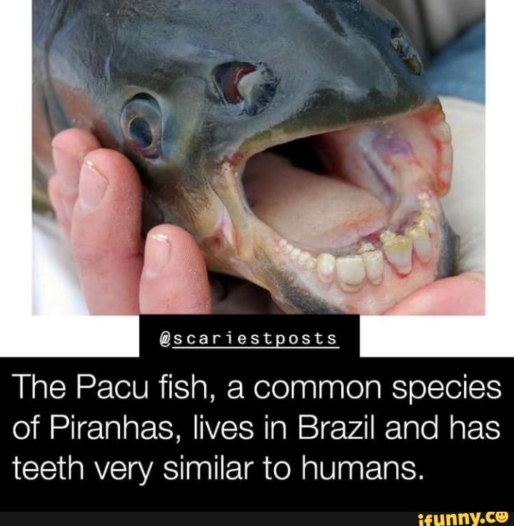 The Pacu fish, a common species of Piranhas, lives in Brazil and has ...