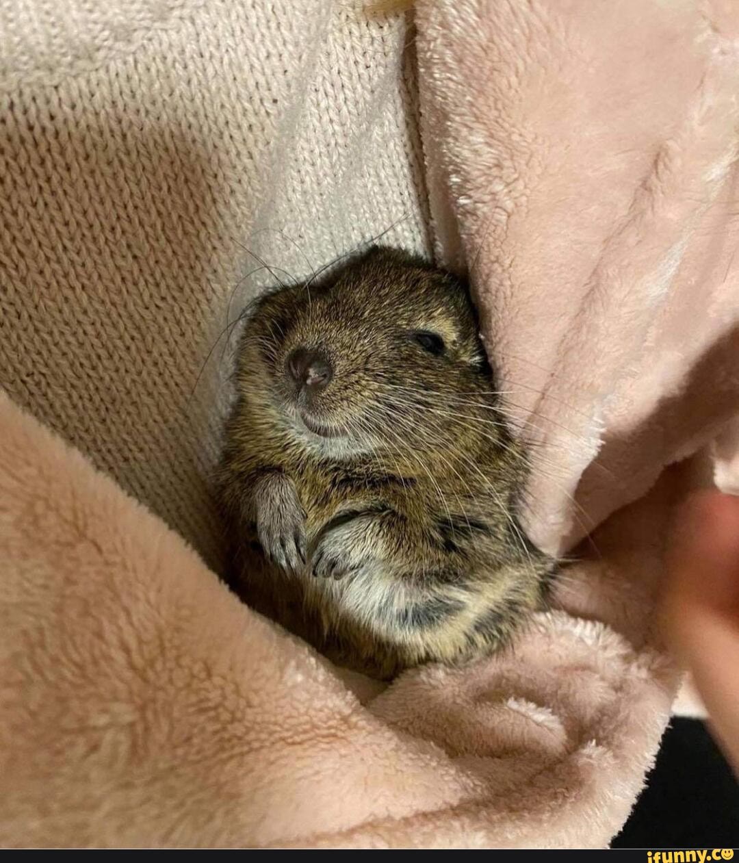 Degu memes. Best Collection of funny Degu pictures on iFunny