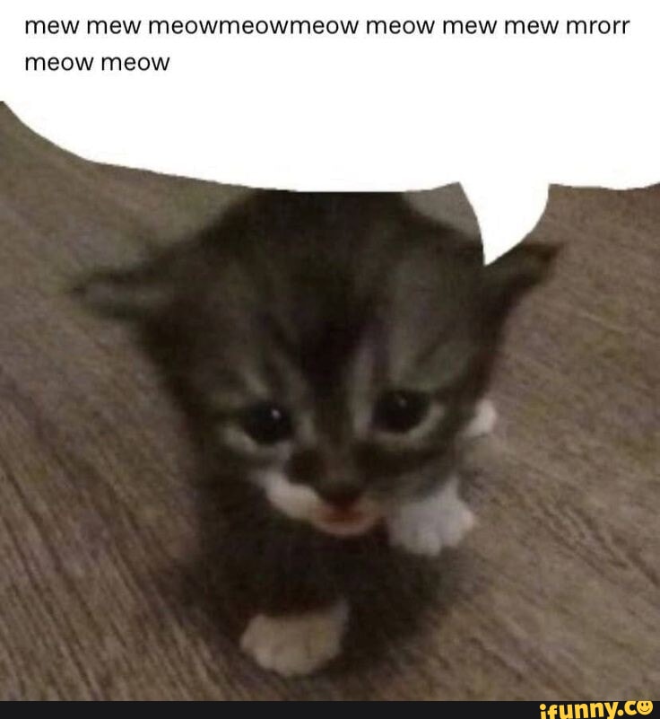Mew mew meowmeowmeow meow mew mew mrorr meow meow - iFunny