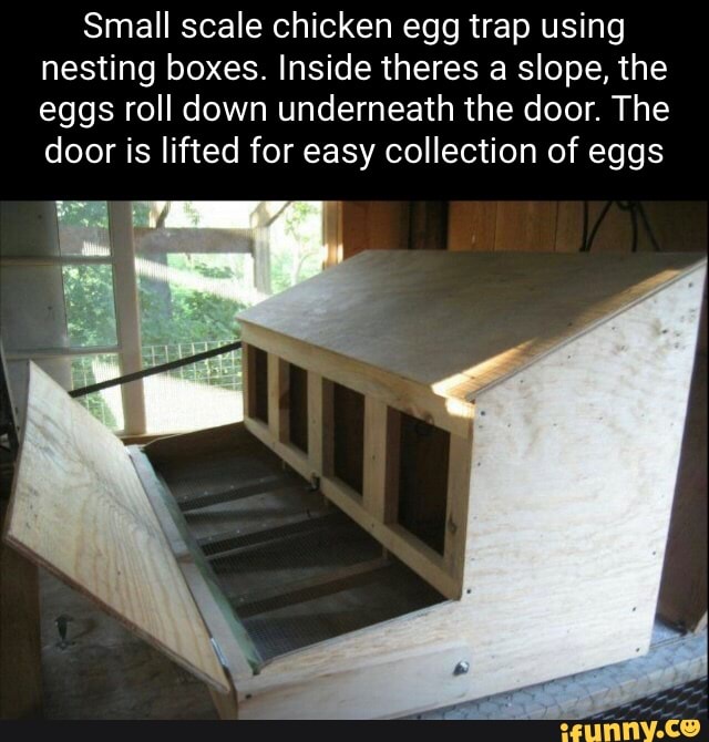 Small scale chicken egg trap using nesting boxes. Inside theres a slope ...