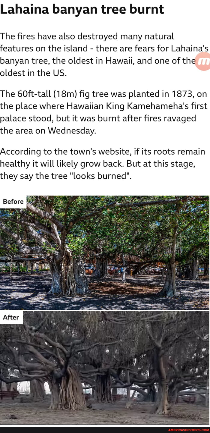 Lahaina banyan tree burnt he fires have also destroyed many natural ...