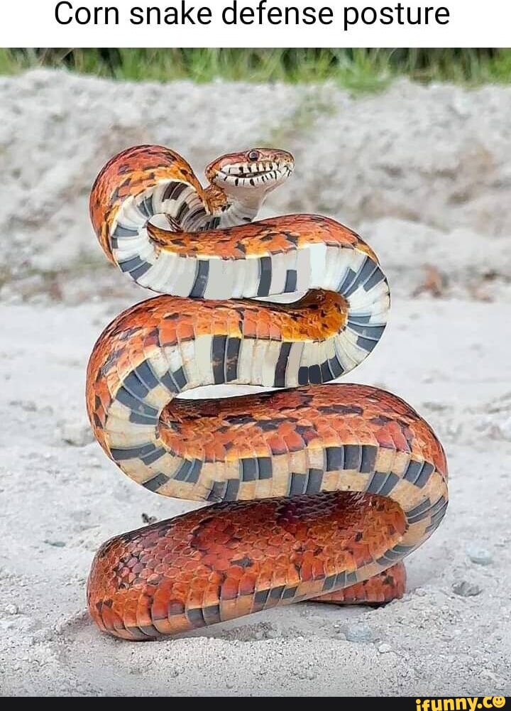 Corn snake defense posture - iFunny
