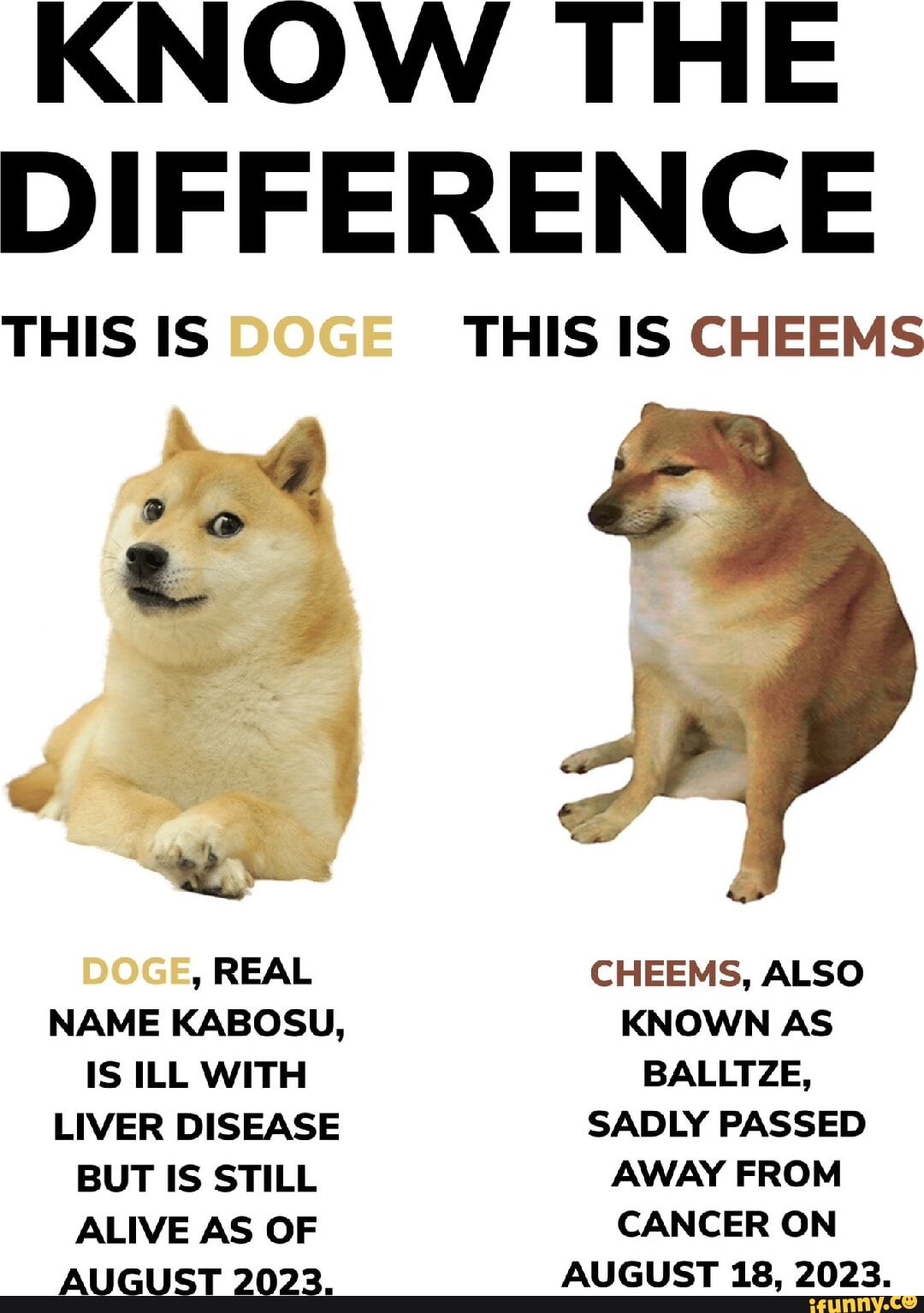 KNOW THE DIFFERENCE THIS IS DOGE_ THIS IS CHEEMS wy " REAL CHEEMS, ALSO ...