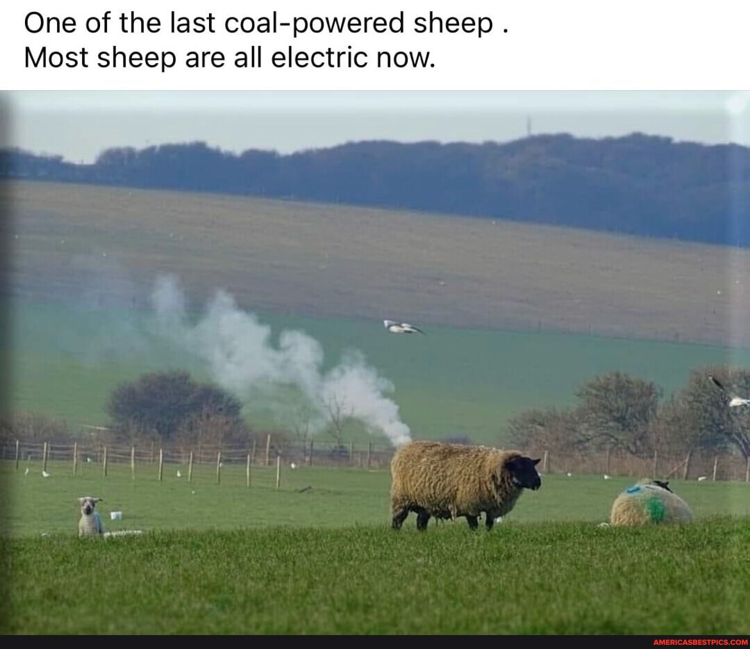 One of the last coal-powered sheep . Most sheep are all electric now ...