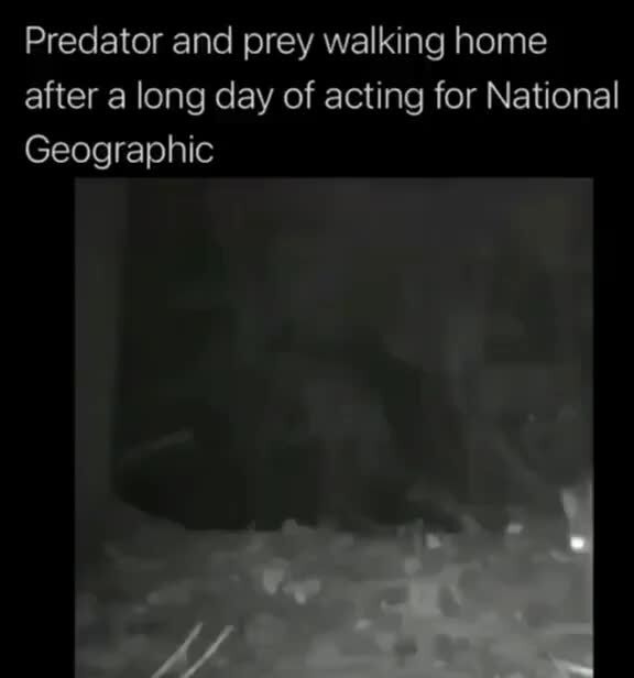 Predator and prey walking home after a long day of acting for National ...