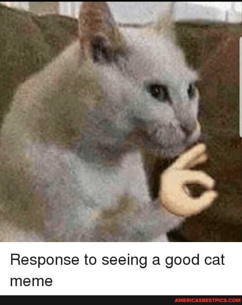 Response to seeing a good cat meme - America’s best pics and videos