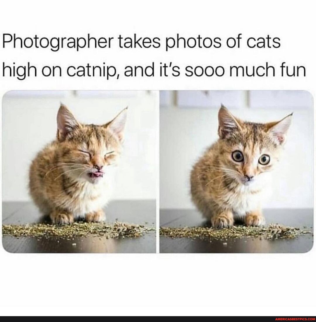 These are hilarious 🤣 (@iamthecatphotographer ) - Photographer takes ...
