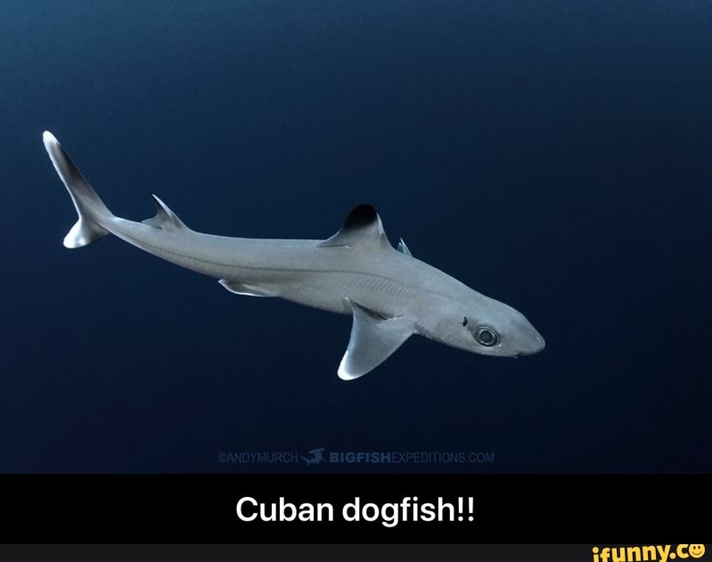 Dogfish memes. Best Collection of funny Dogfish pictures on iFunny