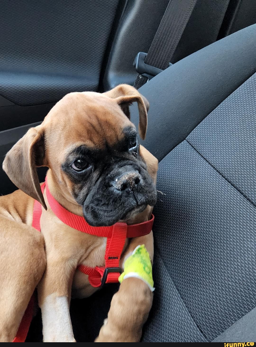 Parvovirus memes. Best Collection of funny Parvovirus pictures on iFunny