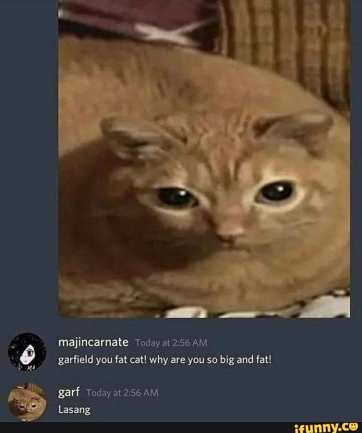 Majincarnate Today at garfield you fat cat! why are you so big and fat ...