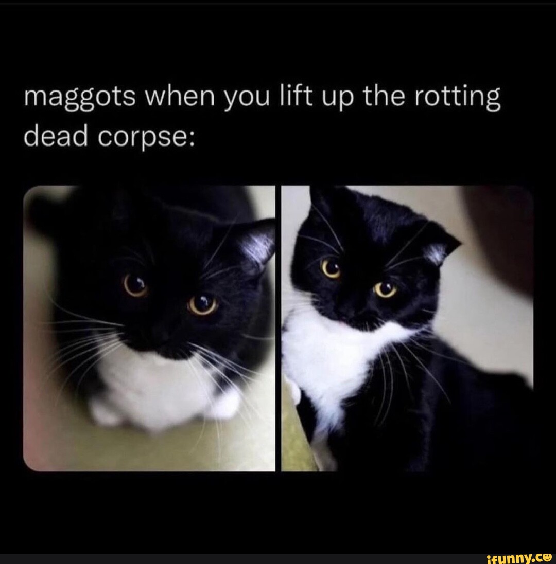 Maggots when you lift up the rotting dead corpse: - iFunny