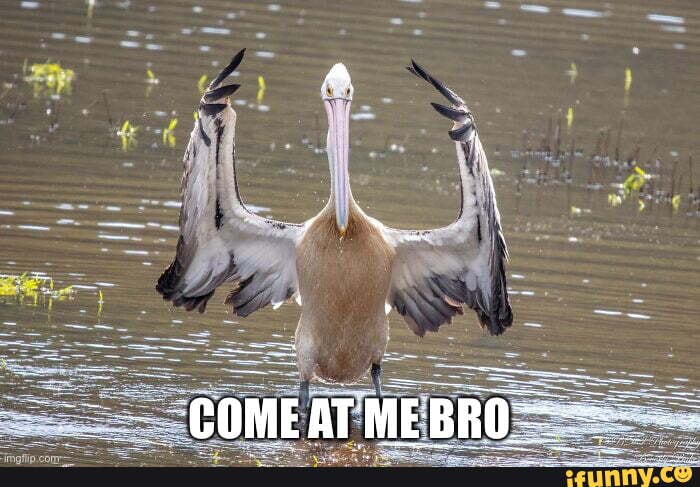 Angry_birds memes. Best Collection of funny Angry_birds pictures on iFunny