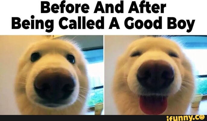 Before And After Being Called A Good Boy - iFunny