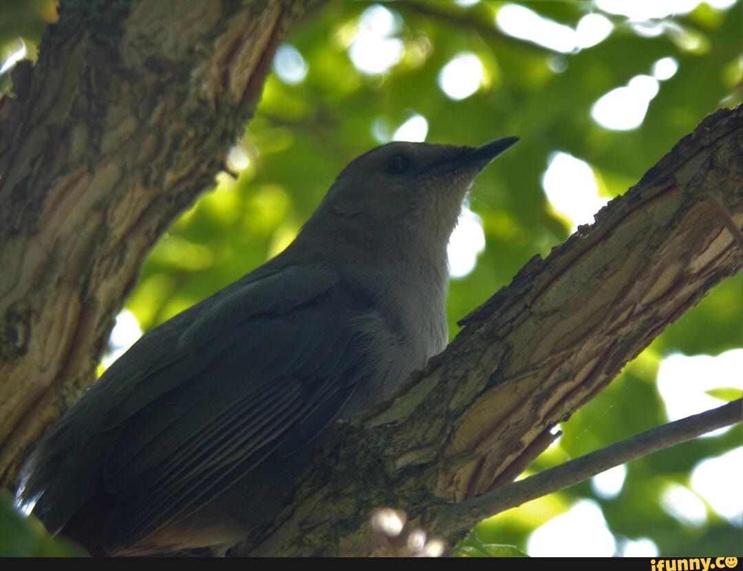 Catbird memes. Best Collection of funny Catbird pictures on iFunny