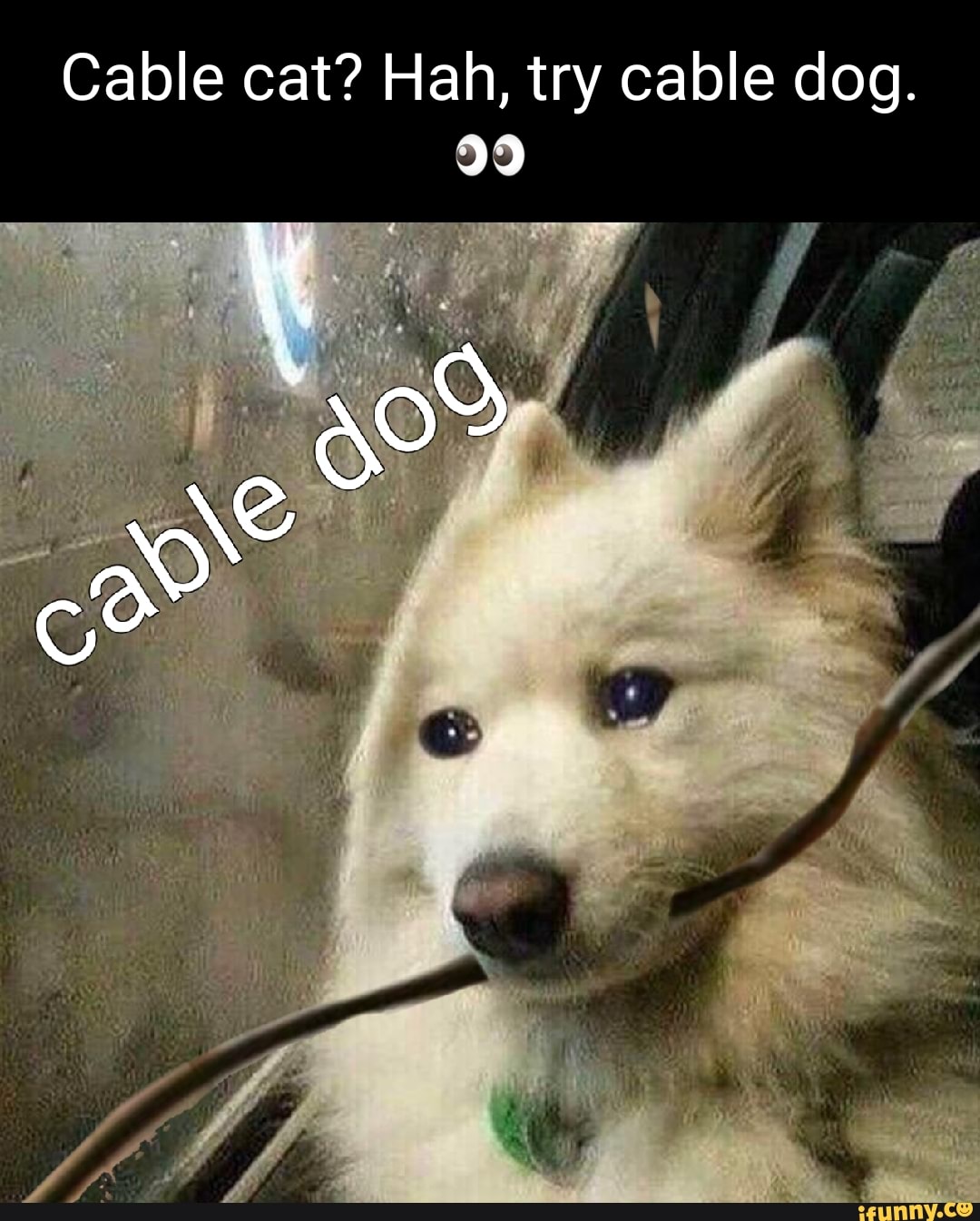 Cable cat? Cable cat? ah, try cable dog. - iFunny