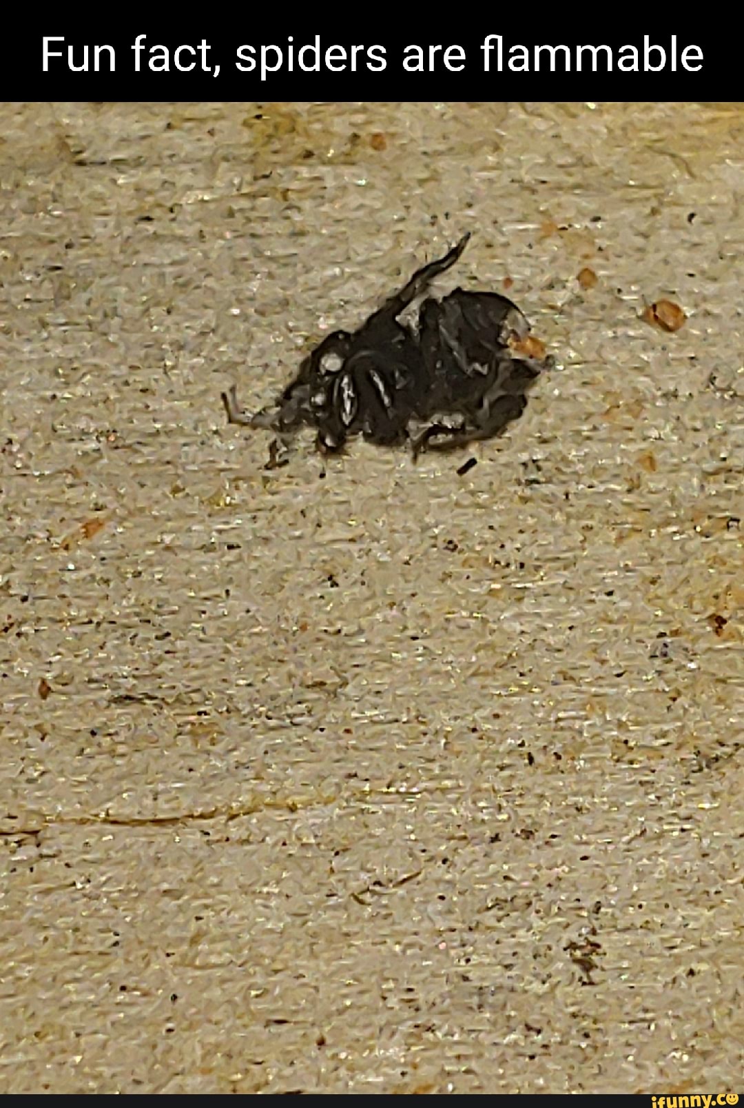 Fun fact, spiders are flammable - iFunny