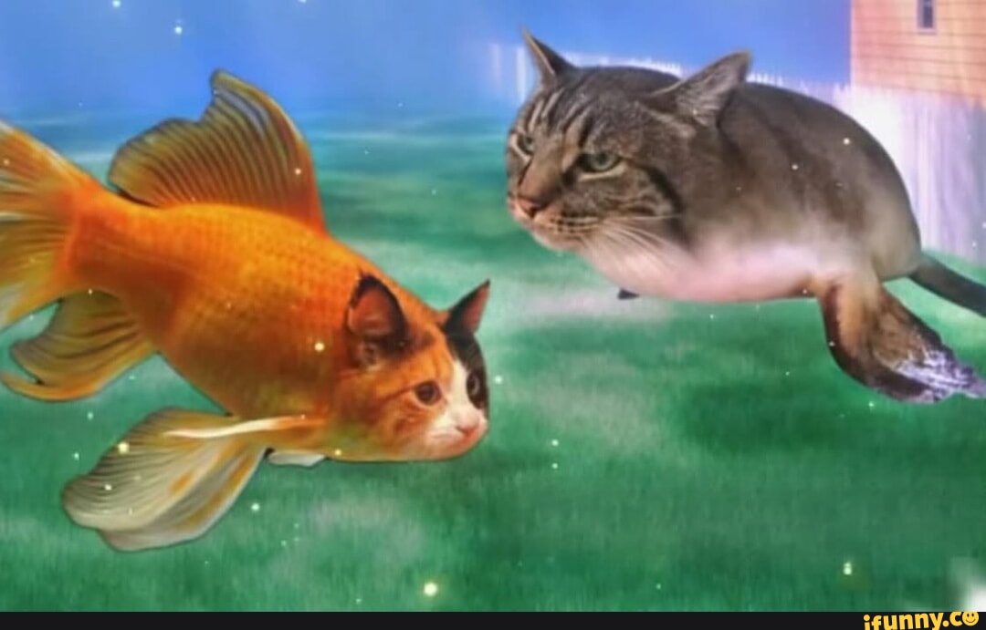 Catfish memes. Best Collection of funny Catfish pictures on iFunny