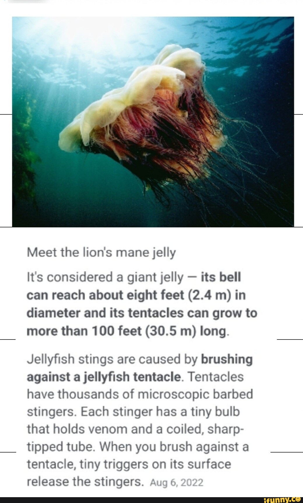 Meet the lions mane jelly It's considered a giant jelly - its bell can ...