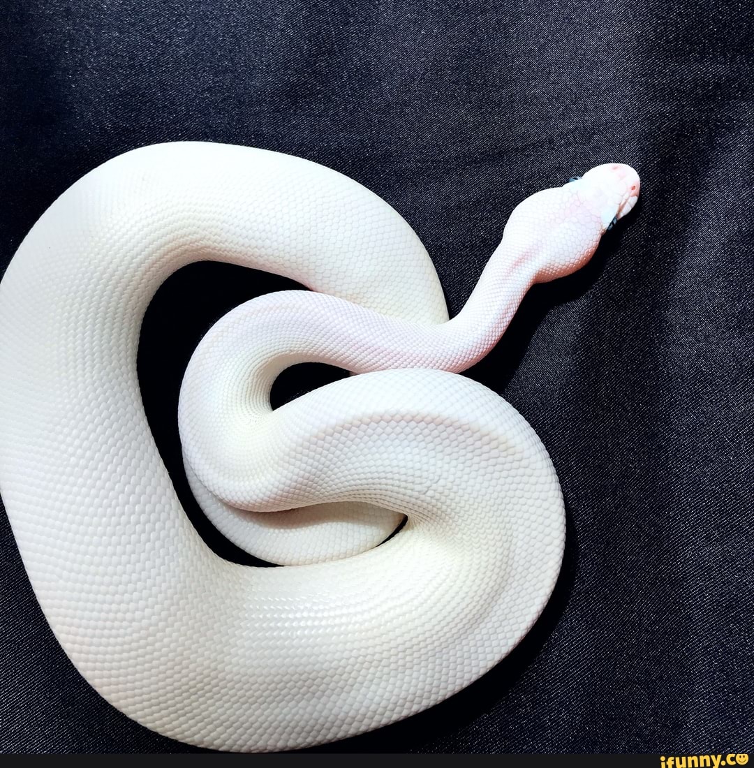 Shine bright like a diamond Lumos, my baby male Blue-Eyed Leucistic ...