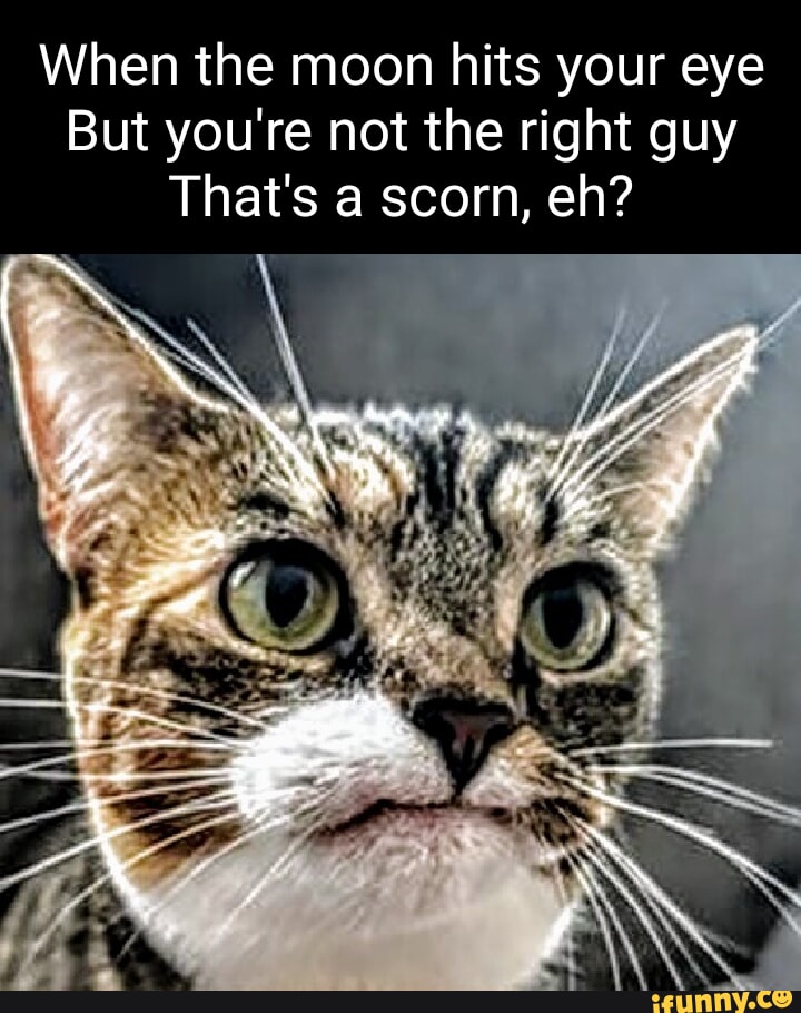 Scorn memes. Best Collection of funny Scorn pictures on iFunny