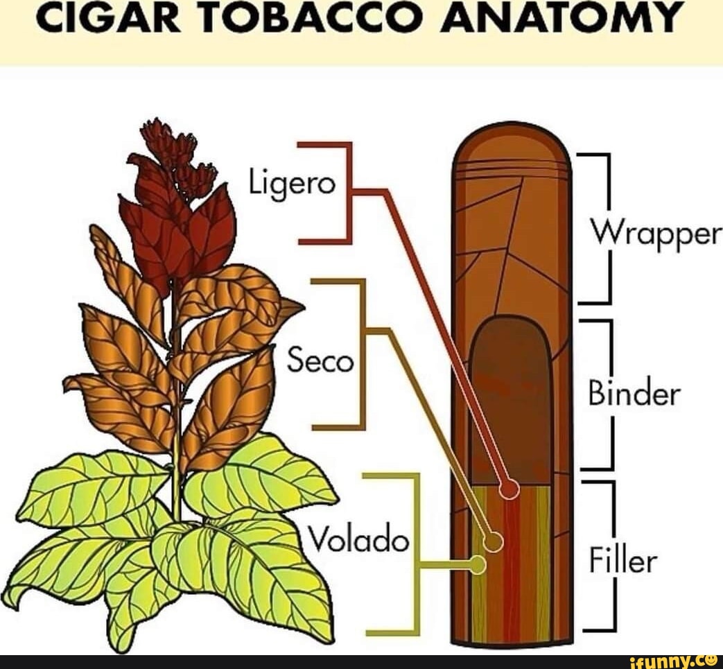 CIGAR TOBACCO ANATOMY Wrapper Binder he - iFunny