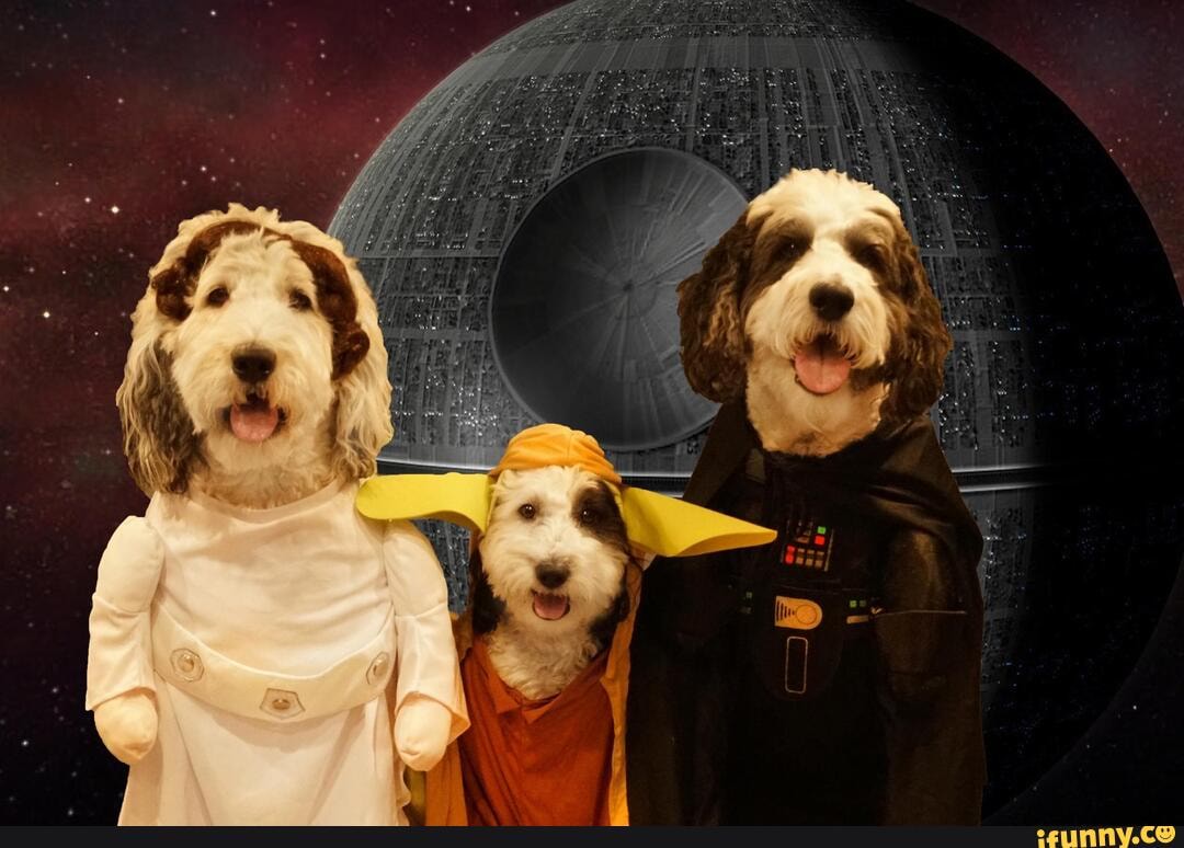 Sheepadoodle memes. Best Collection of funny Sheepadoodle pictures on ...