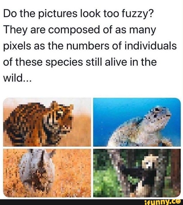 Do the pictures look too fuzzy? They are composed of as many pixels as ...