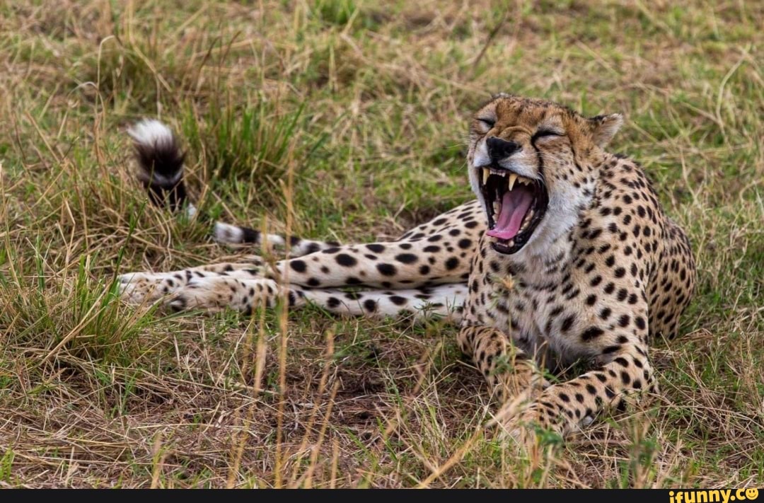 Cheetah memes. Best Collection of funny Cheetah pictures on iFunny