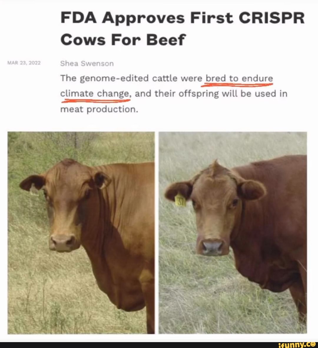 FDA Approves First CRISPR Cows For Beef The genome-edited cattle were ...