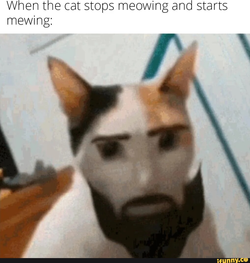 When the cat stops meowing and starts mewing: - iFunny