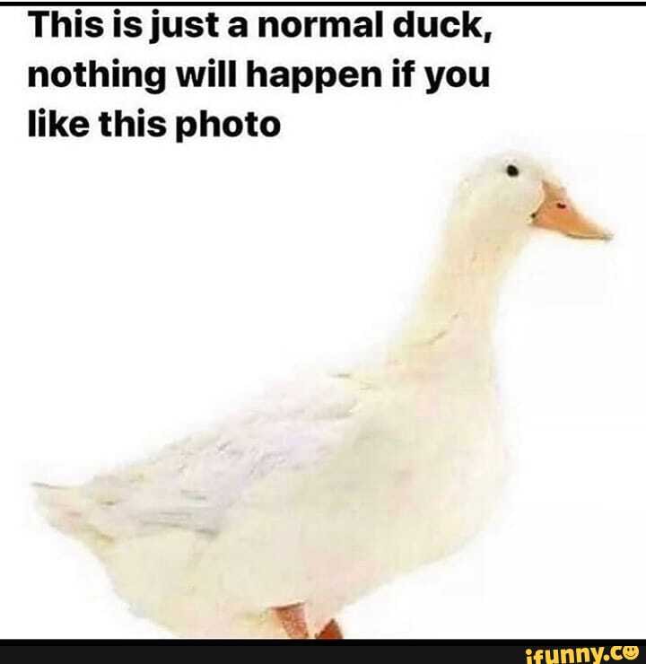 This is just a normal duck, nothing will happen if you like this photo ...