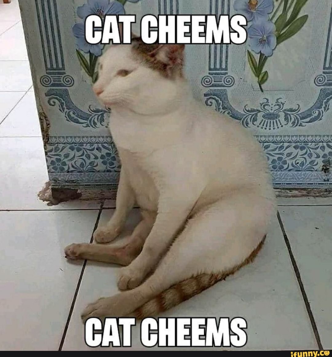 CAT CHEEMS CAT GHEE - iFunny