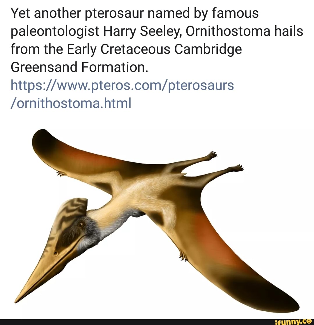 Yet another pterosaur named by famous paleontologist Harry Seeley ...