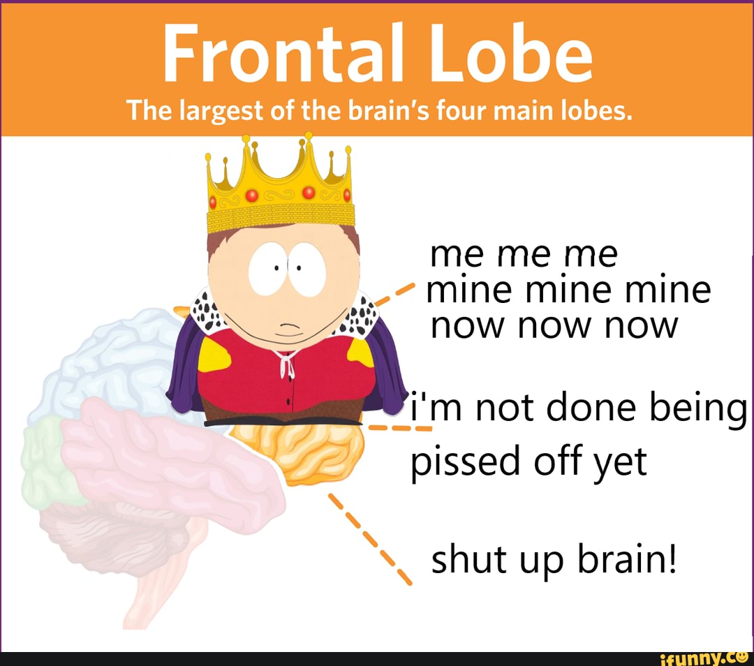 Frontal Lobe The largest of the brain's four main lobes. me me me Mine ...
