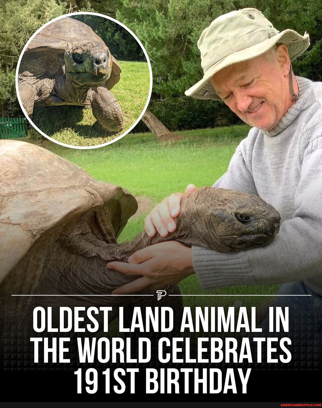 Jonathan, the Seychelles giant tortoise, celebrated his 191st birthday ...