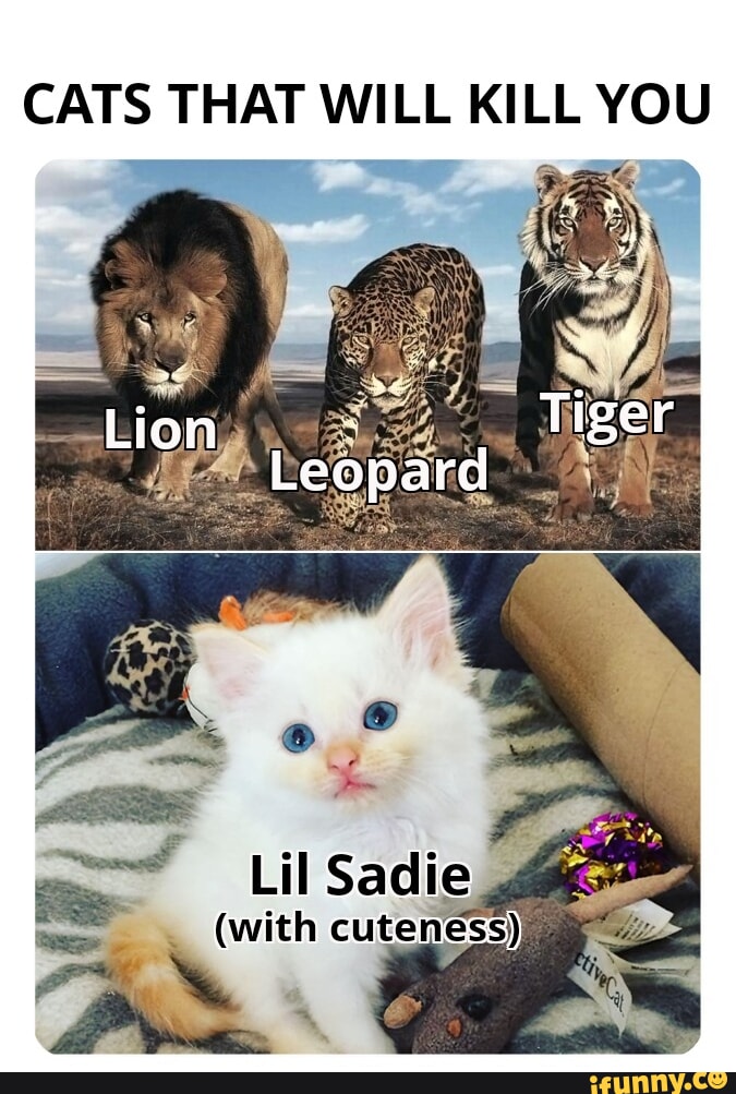 Sadie memes. Best Collection of funny Sadie pictures on iFunny