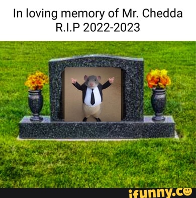 In loving memory of Mr. Chedda R.I.P 2022-2023 - iFunny