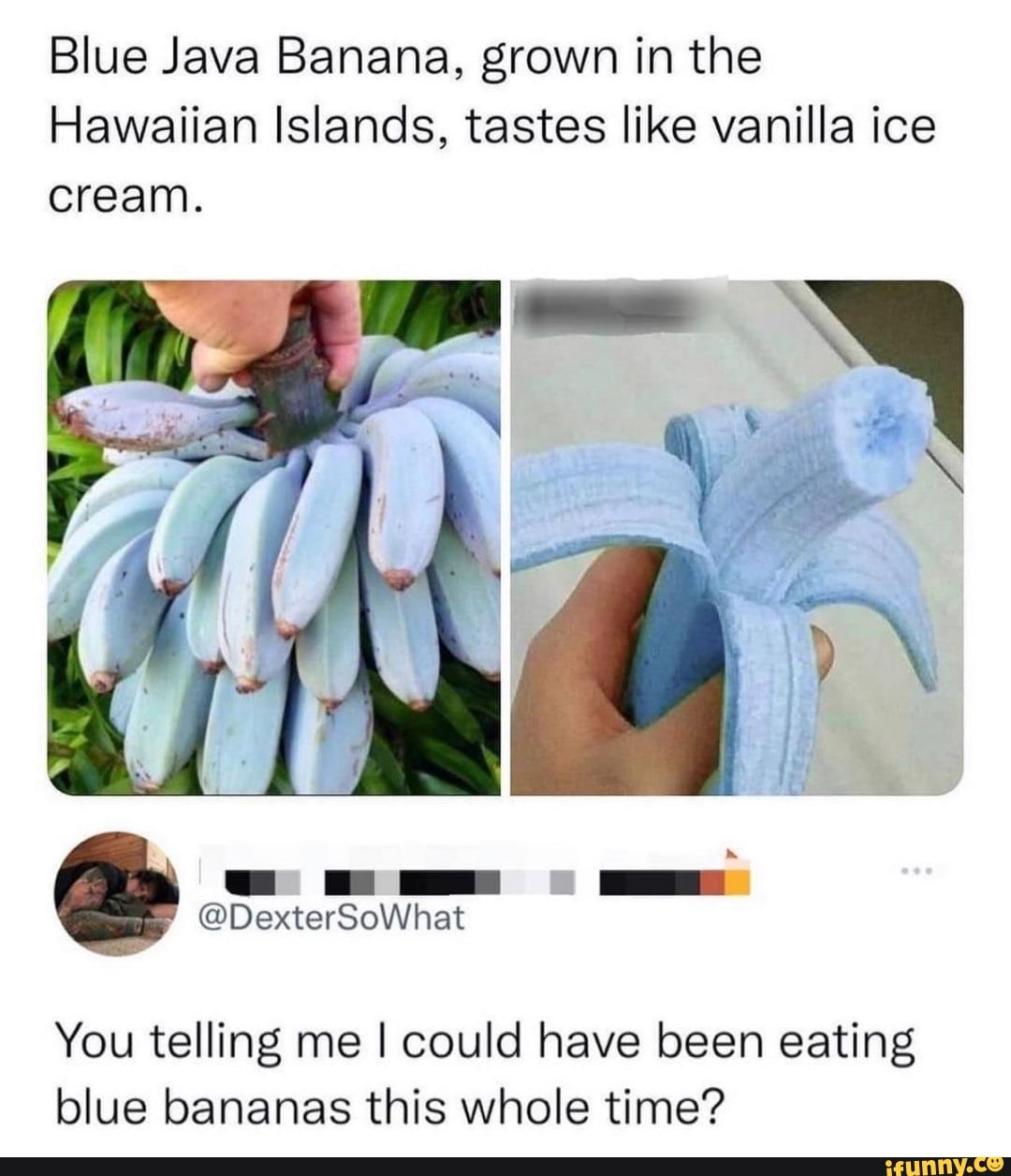 Blue Java Banana, grown in the Hawaiian Islands, tastes like vanilla ...